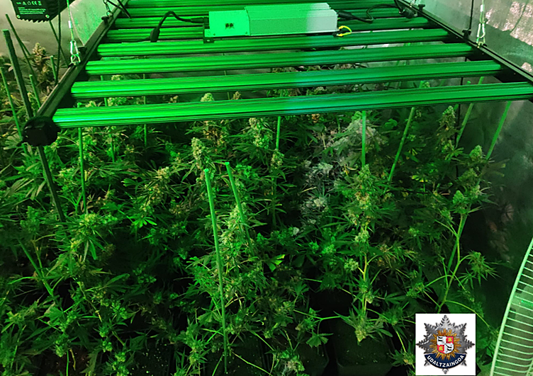 La Policía de Mungia desmantela dos plantaciones de marihuana en chalets | El Correo